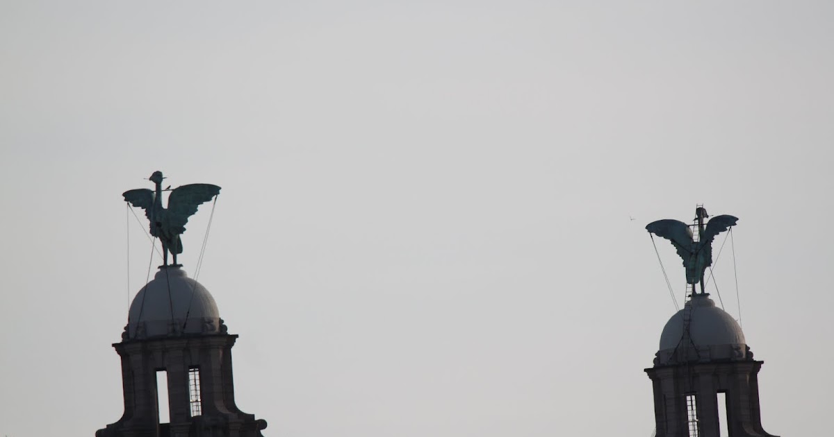 Feathery Tales: The Legend of Liver Bird