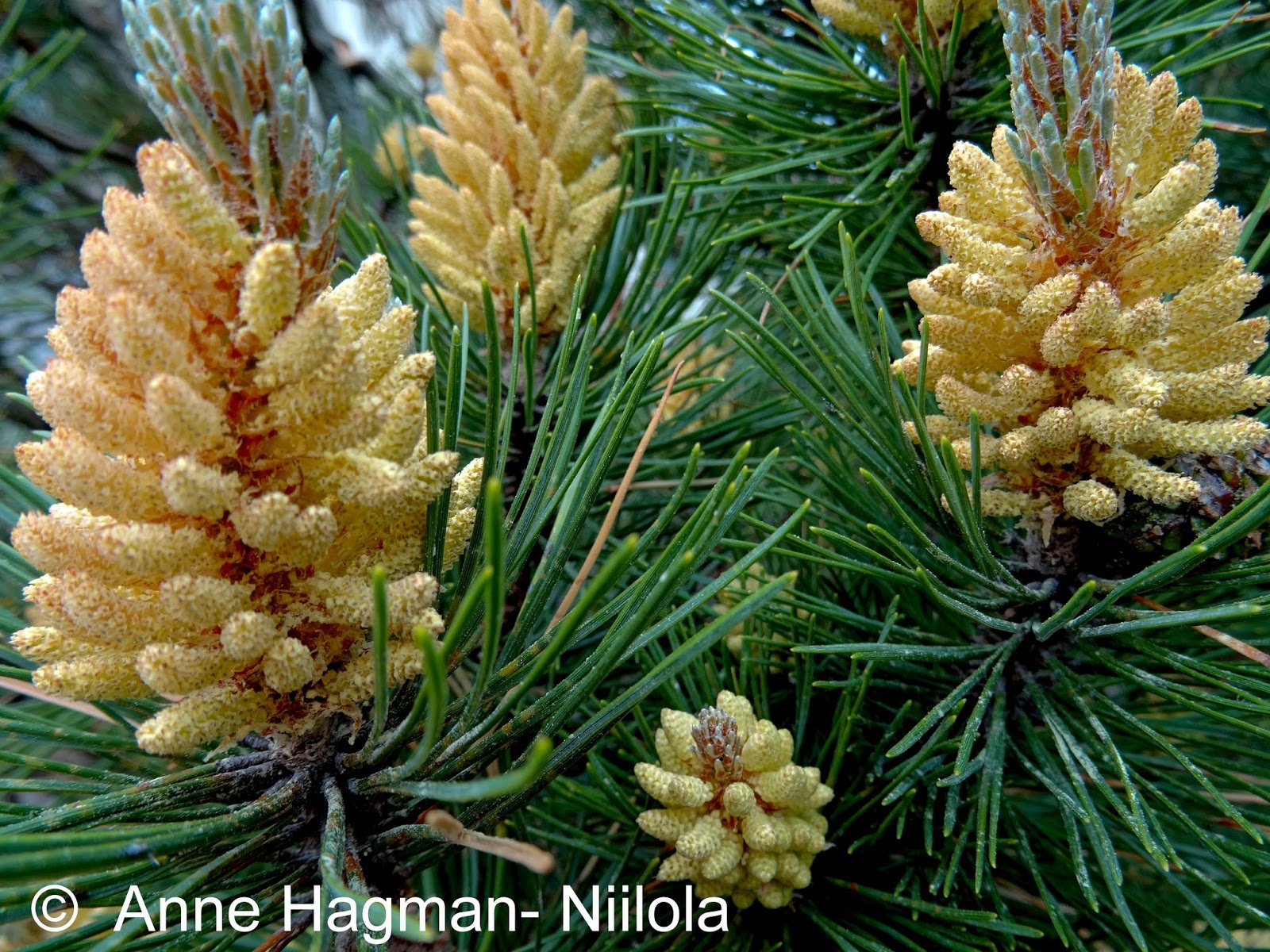ANNEN LUONTOPÄIVÄKIRJA nature diary: MÄNTY KUKKII pine tree blossoms