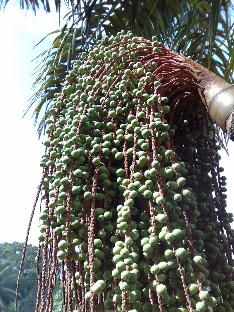 Bacaba (Oenocarpus bacaba) | Foresta Amazzonica