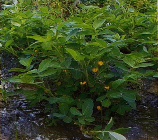 MANI COMPANY: HISTORIA DEL MANÍ