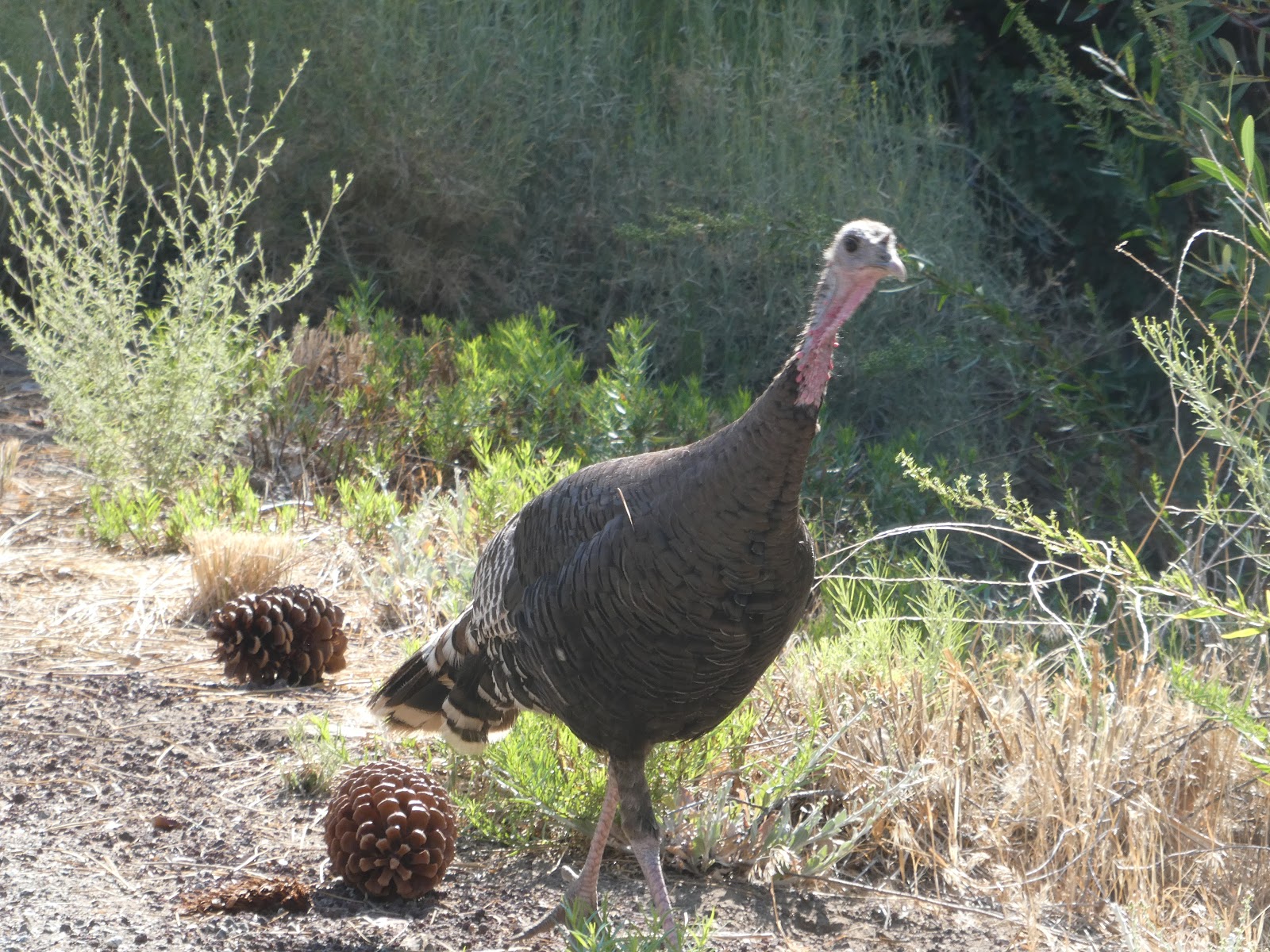Birding Club of Delaware County: Birds of Tehachapi California - Aug 2018