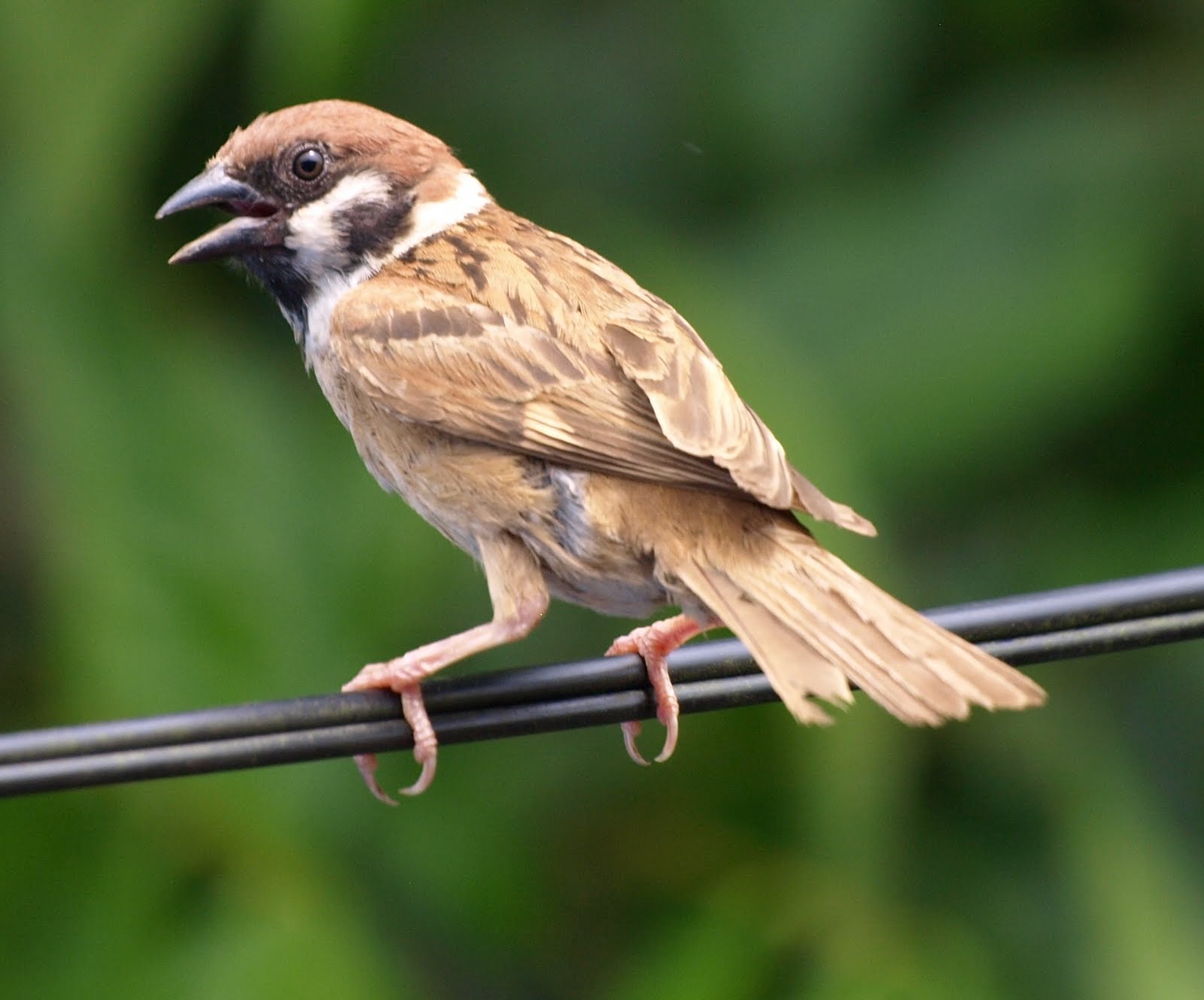 PENABAHARI : ODISI BERSAMA OLYMPUS: POTRET FAUNA (26) CIAK RUMAH
