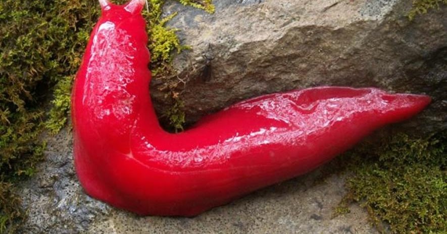 BIBOCA AMBIENTAL : NÃO PROVOQUE. É COR DE ROSA CHOQUE..