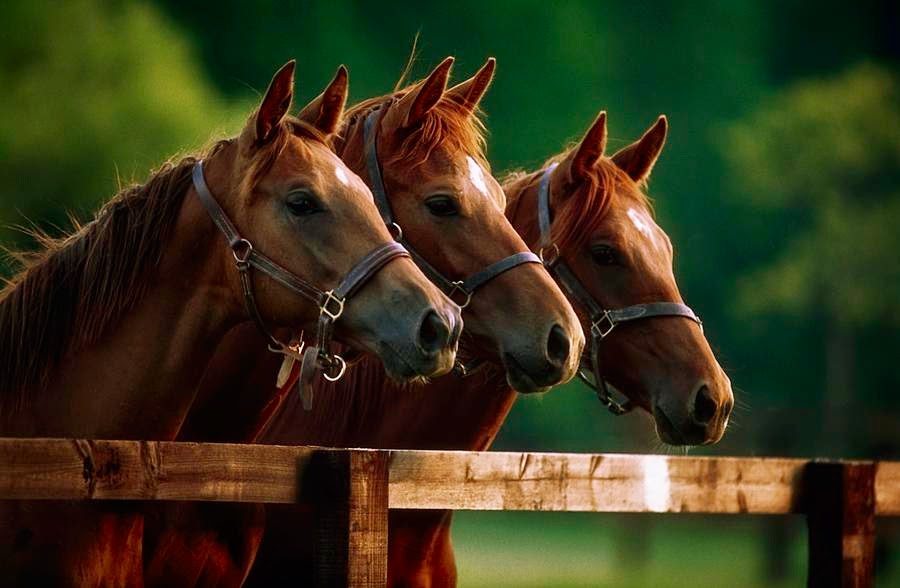 Vom Renn- zum Reitpferd: Vom Fohlen zum Rennpferd – ein Einblick