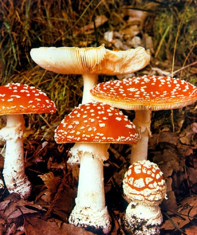 Andy foto natura: Setas