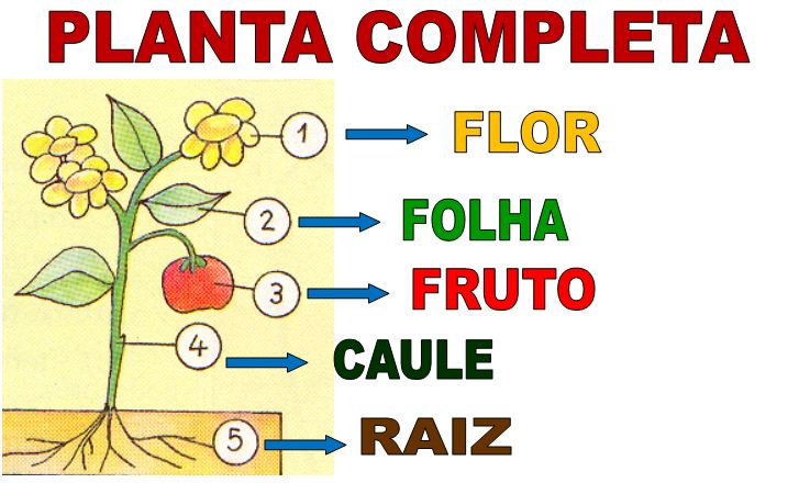 PLANTA COMPLETA - Imagui