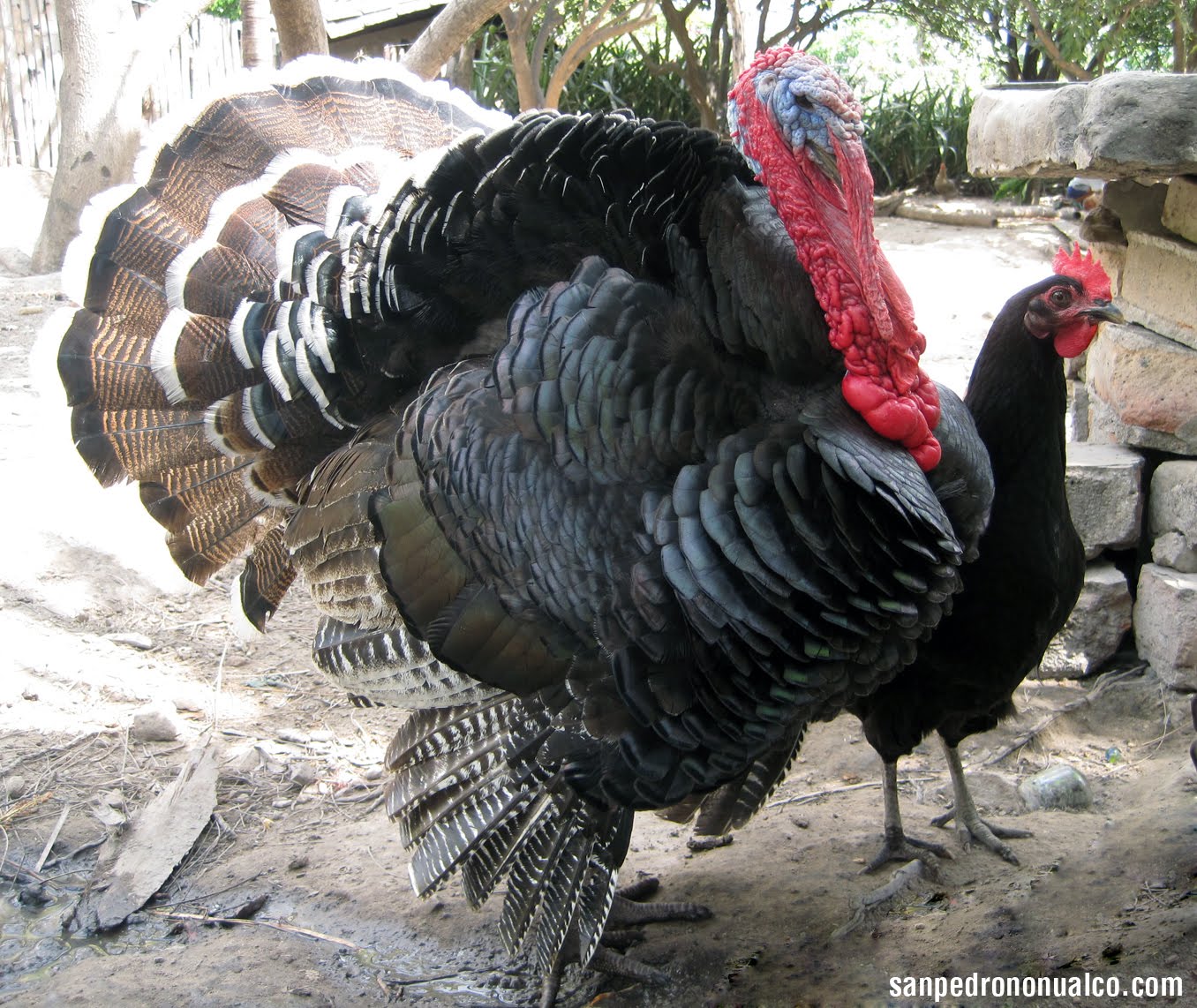 San Pedro Nonualco - Sitio web oficial de los sampedranos: Tradiciones ...