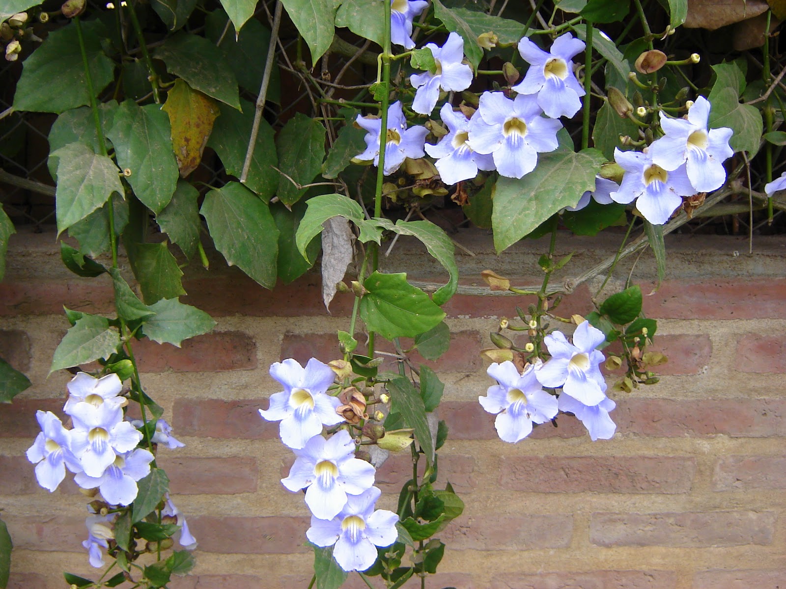 v e r d e c h a c o: Tumbergia