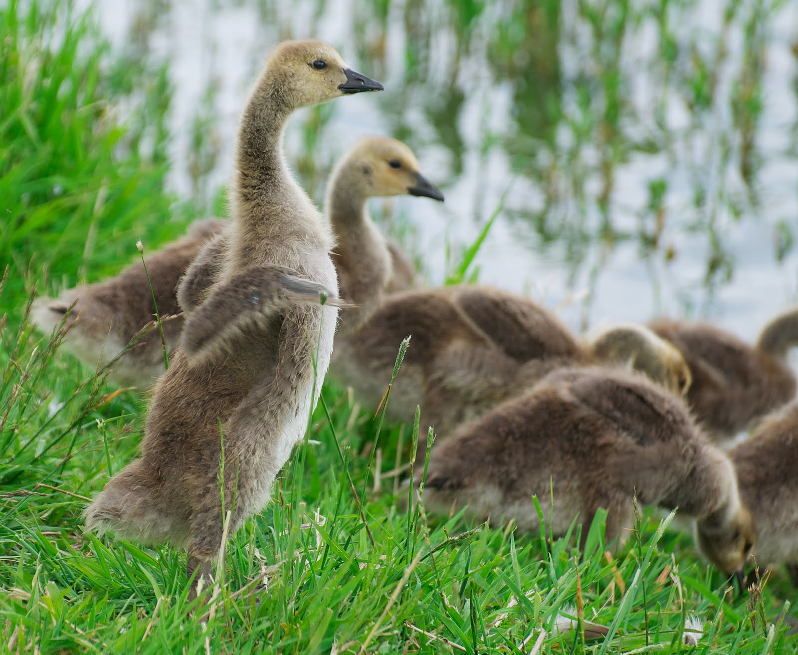 NW Bird Blog: Canada Goose - A Whole Lot of Flapping