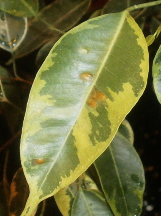 Plants are the Strangest People: 11/01/2012 - 12/01/2012