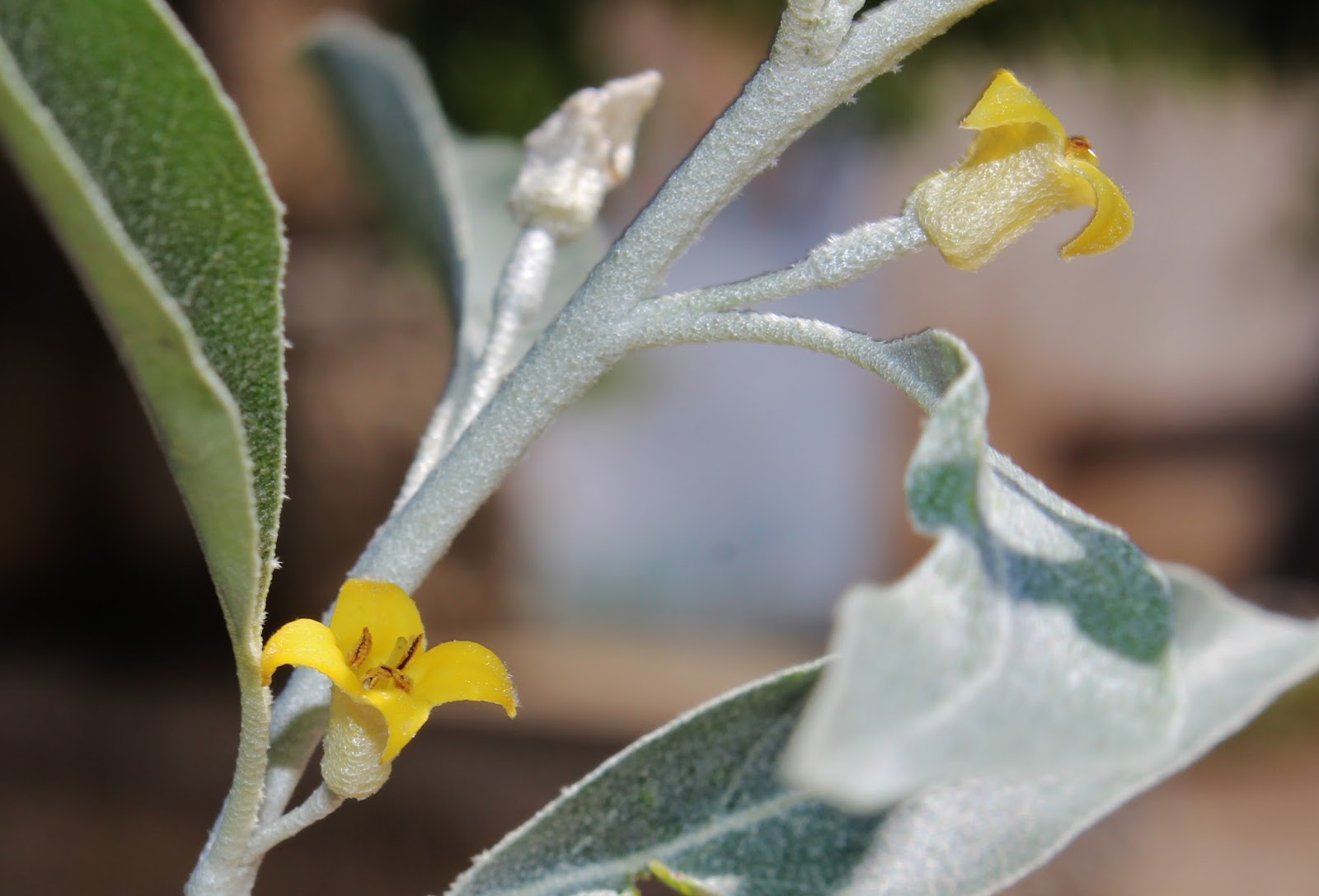 Biodiversity of Cyprus by NGO Protection of the Natural Heritage and ...