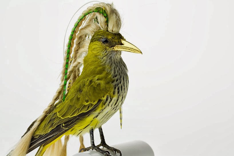 loveisspeed.......: Avian Architecture and Bird Hairdos by Karley Feaver...