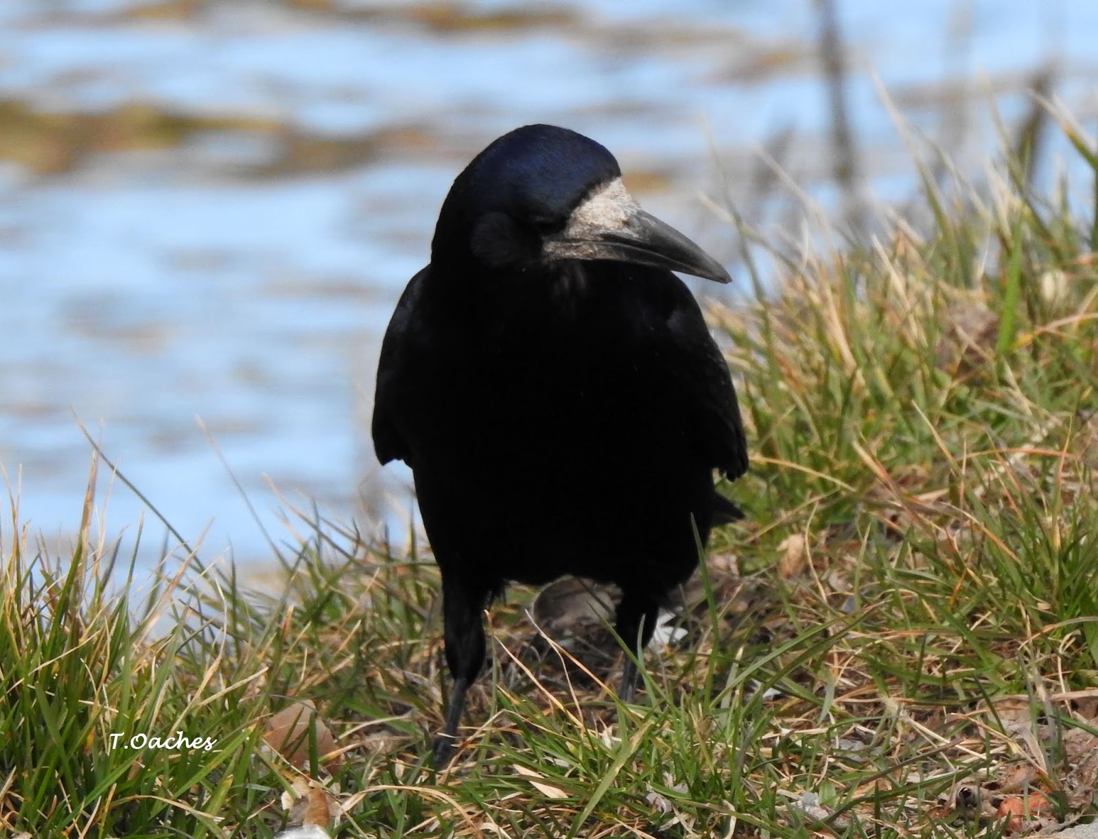 PASARI DIN ROMANIA: CIOARA DE SEMANATURA, Corvus frugilegus