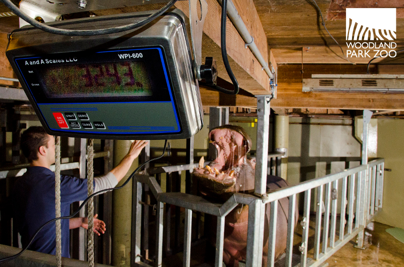 The official hippo weigh-in