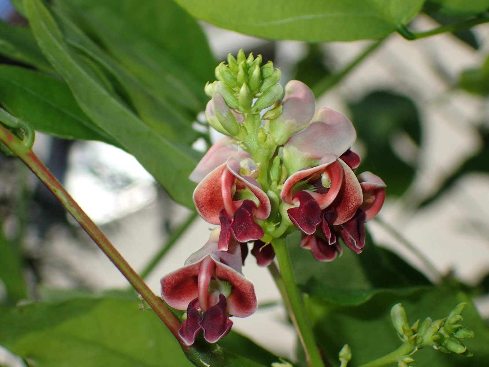 Scirpidiella's Plants: Groundnut species (Apios sp. div.) in flowers