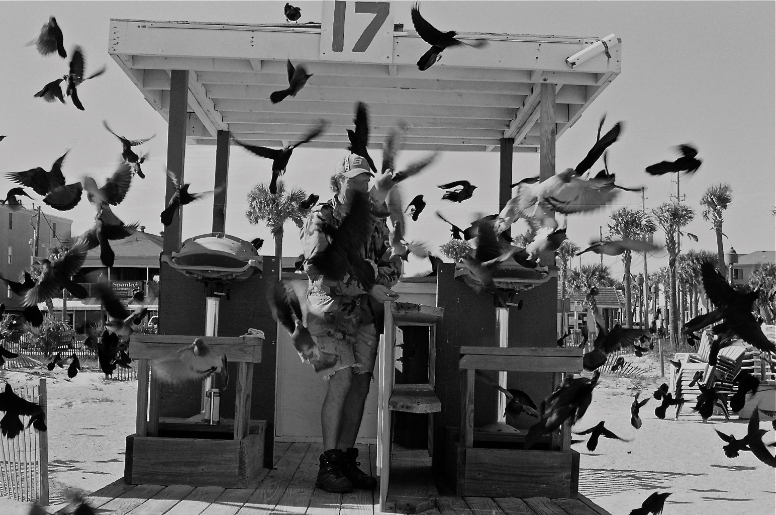 rose & crown: bird man