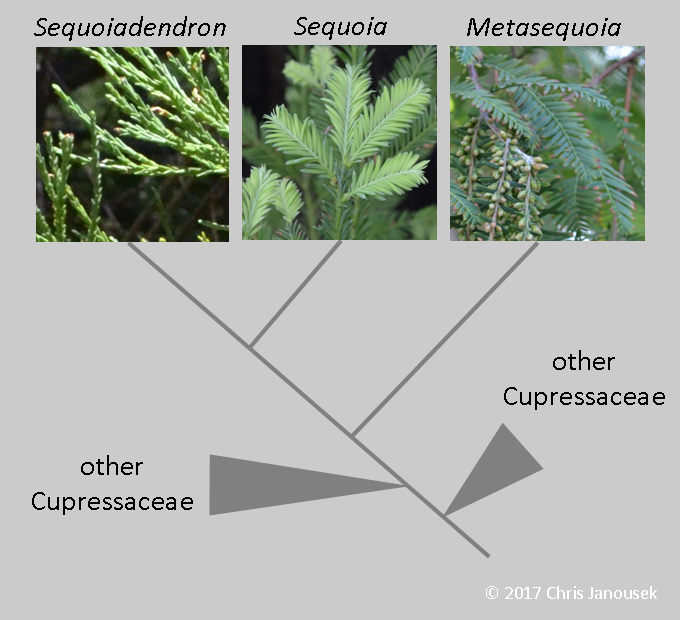 a wilderness journal: Incredible plants: giant sequoia