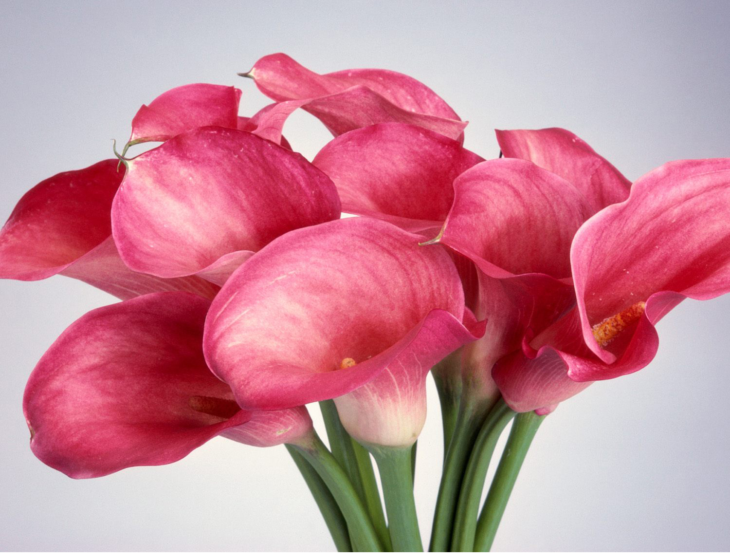 Lilium Flowers: Lilium Flower Gallery 4