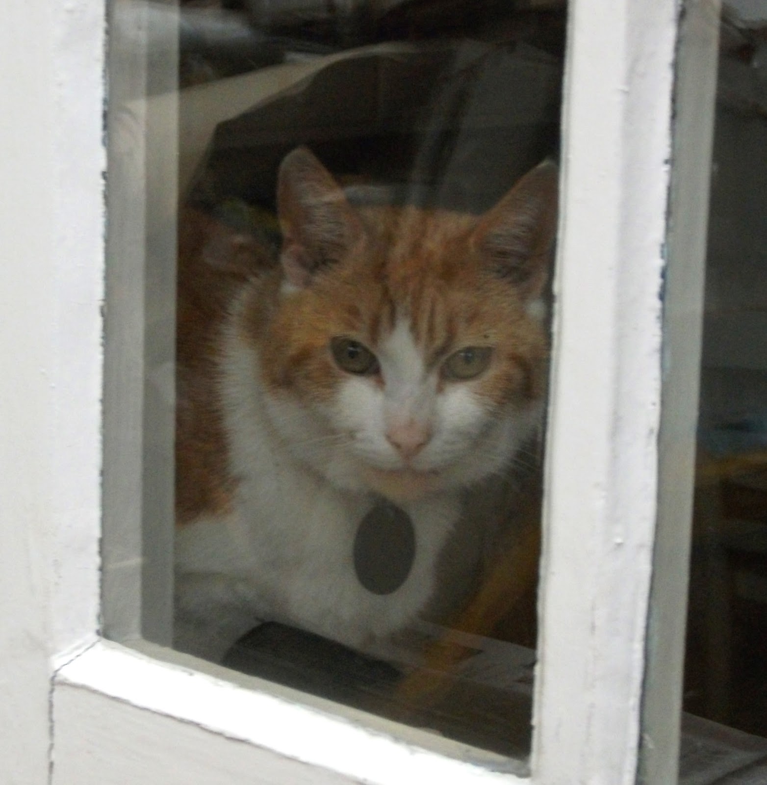 Streetmogs: Mog Shots