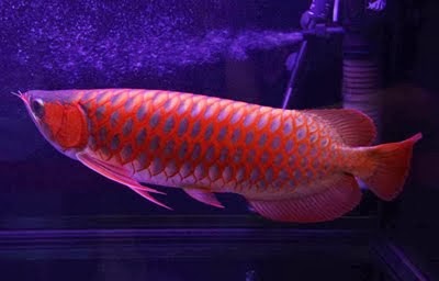 Hội Quán Sinh Vật Cảnh Quảng Bình: Kỹ thuật nuôi cá Rồng