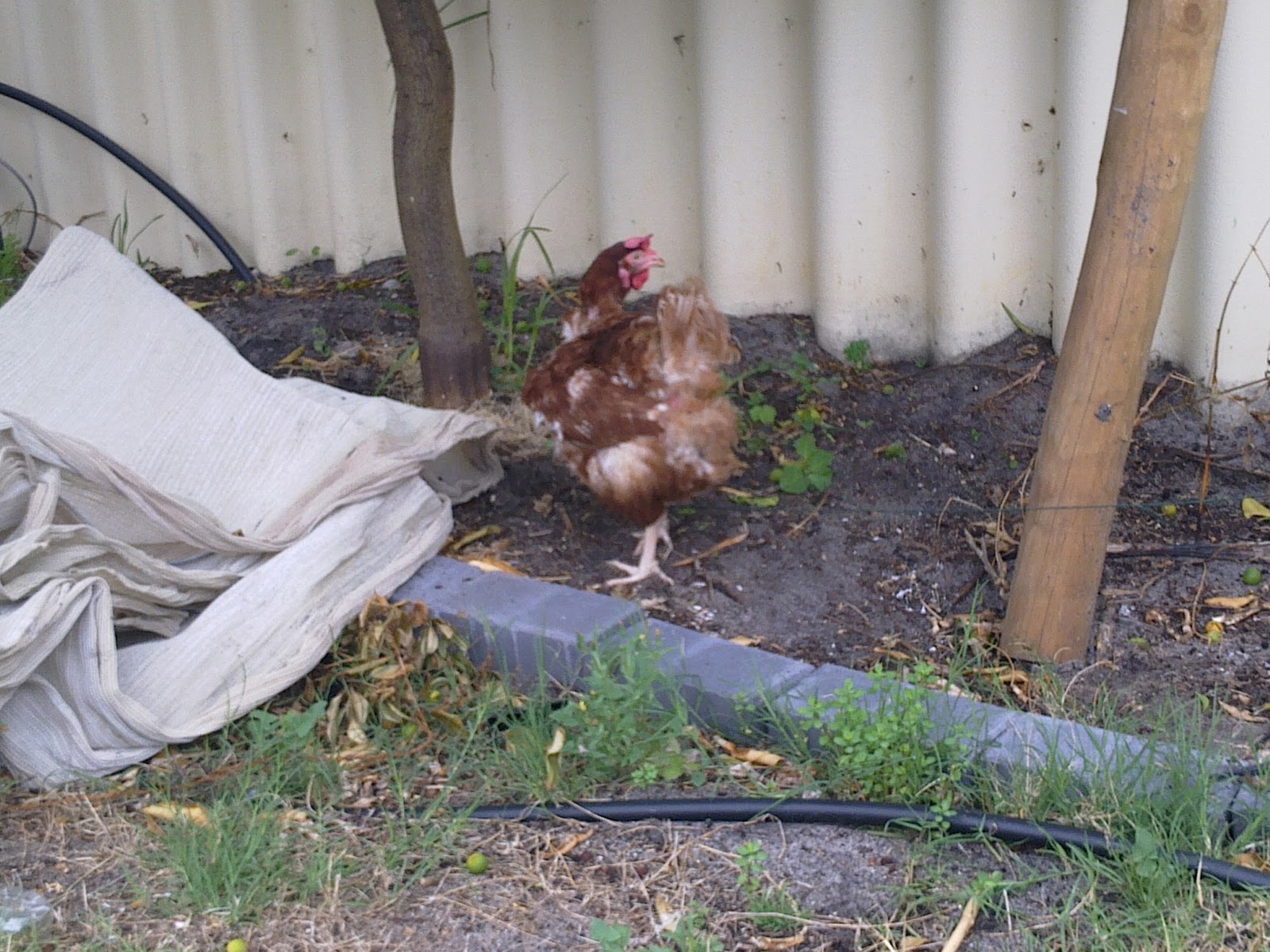Chickens! And a Ponder. | A Singaporean In Australia
