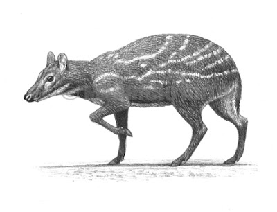 Los animales en la prehistoria: mayo 2013