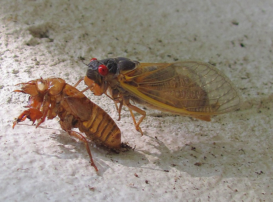 Living Glass Art: Cicada wings and blooming things