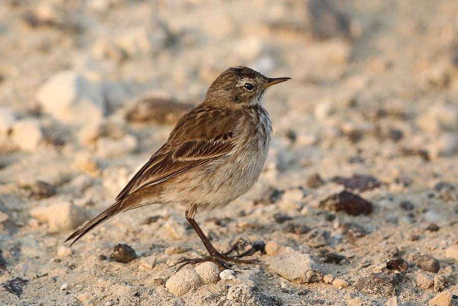 Birds of Saudi Arabia: Three species of Pipit – Dhahran Hills