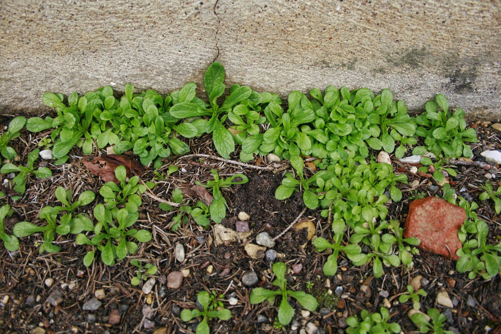 Le biotope de la mâche.