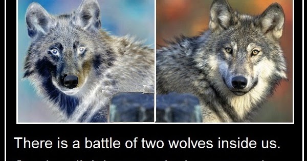 World of Proverbs - Famous Quotes: There is a battle of two wolves ...