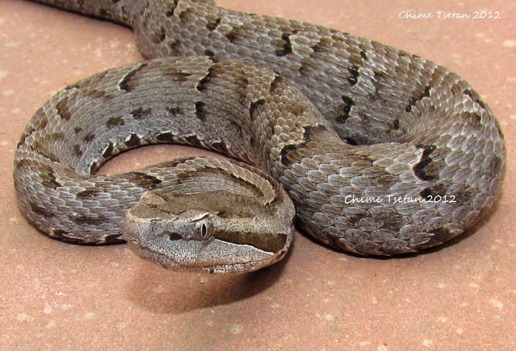 Animal Snapshot: Himalayan Pit Viper (Gloydius himalayanus) - Another ...