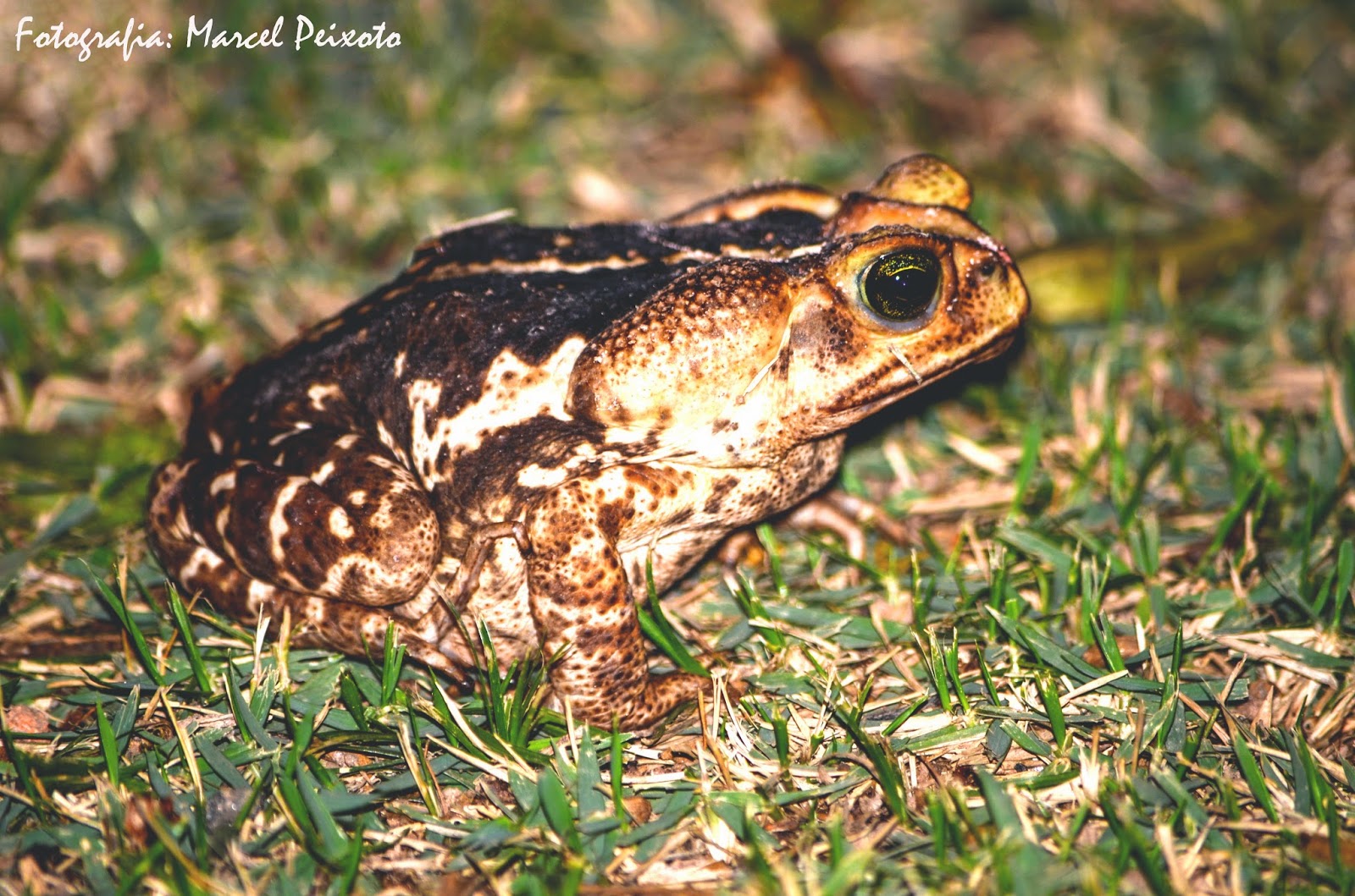 FOTOBLOG MARCEL PEIXOTO: ENSAIO FOTOGRÁFICO 014/2014 - SAPO CURURU...