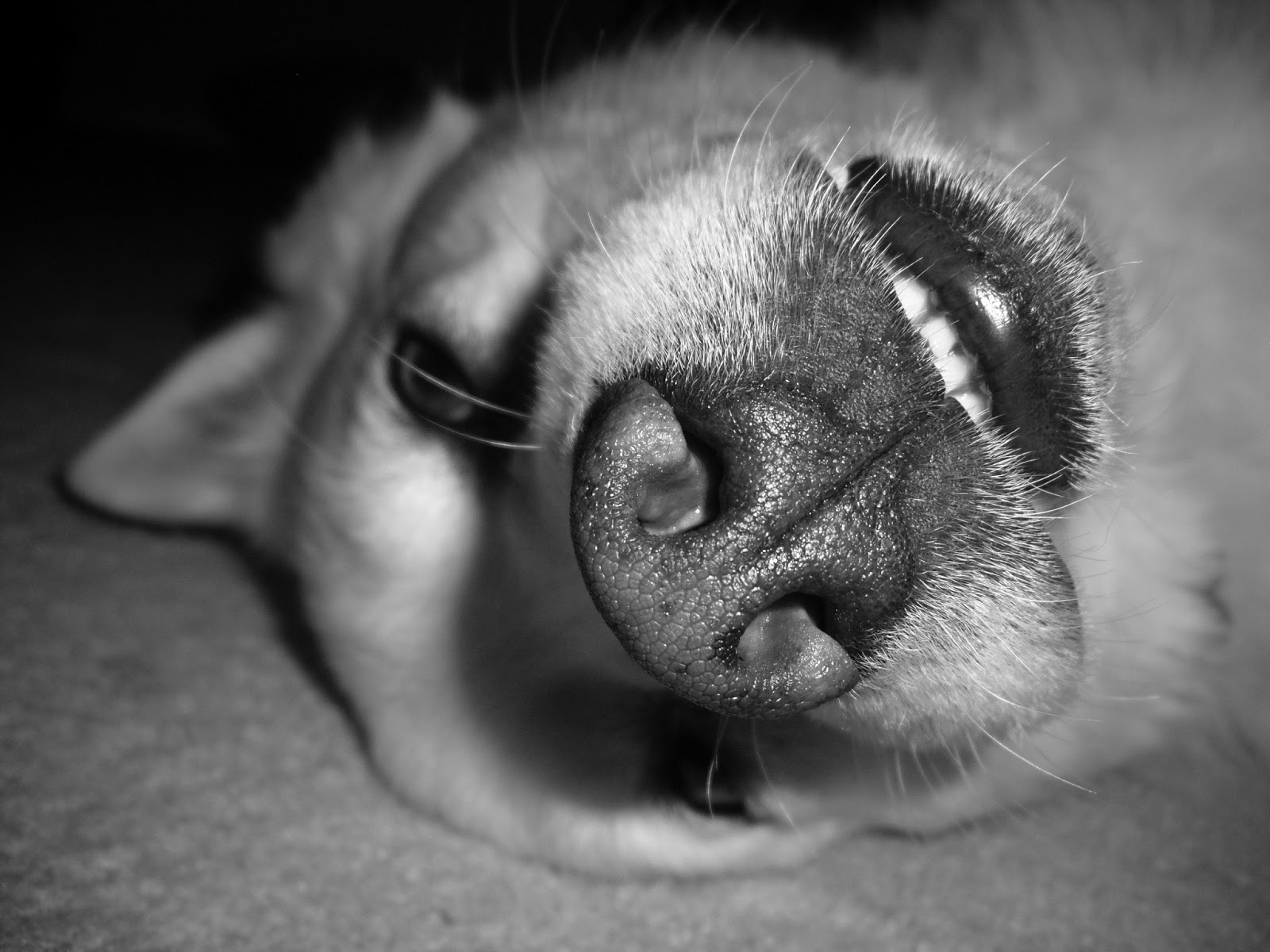 The Dog Blog: A Dog's Fingerprint