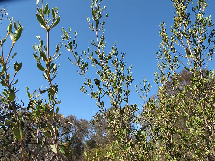 Esperance Wildflowers: Alyxia buxifolia – Sea Box