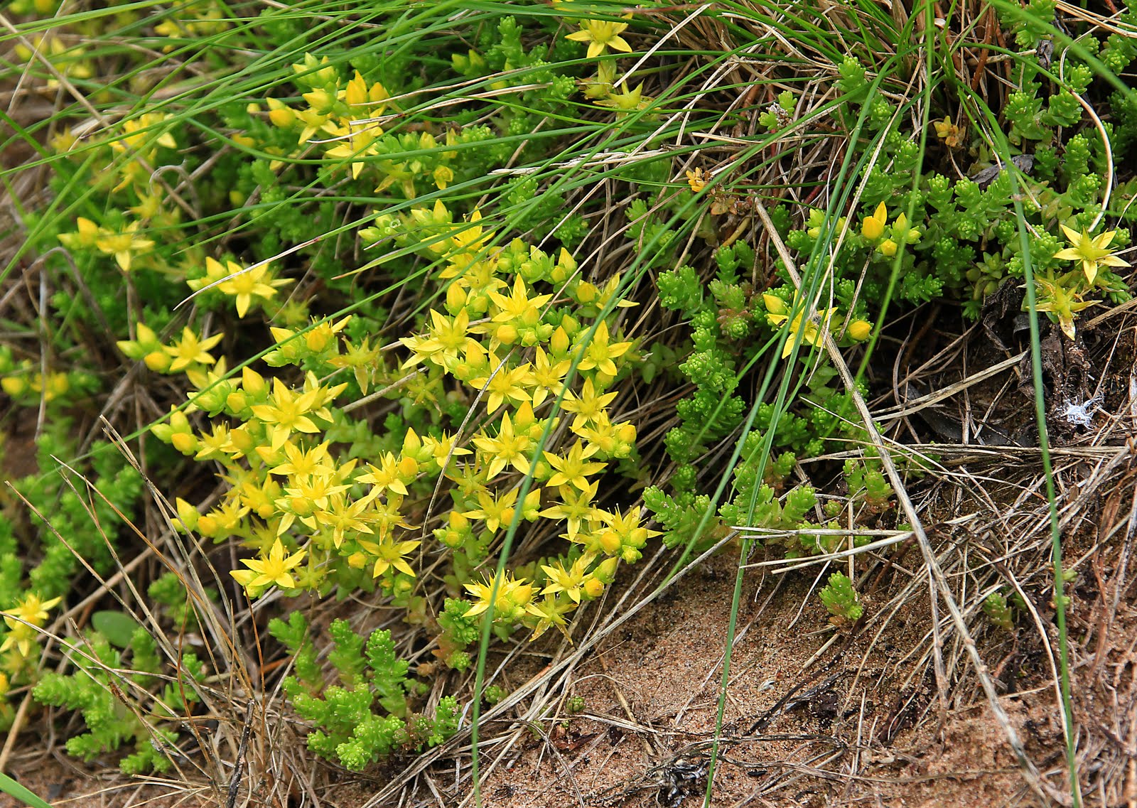 Friends of Chorlton Meadows: Stonecrops