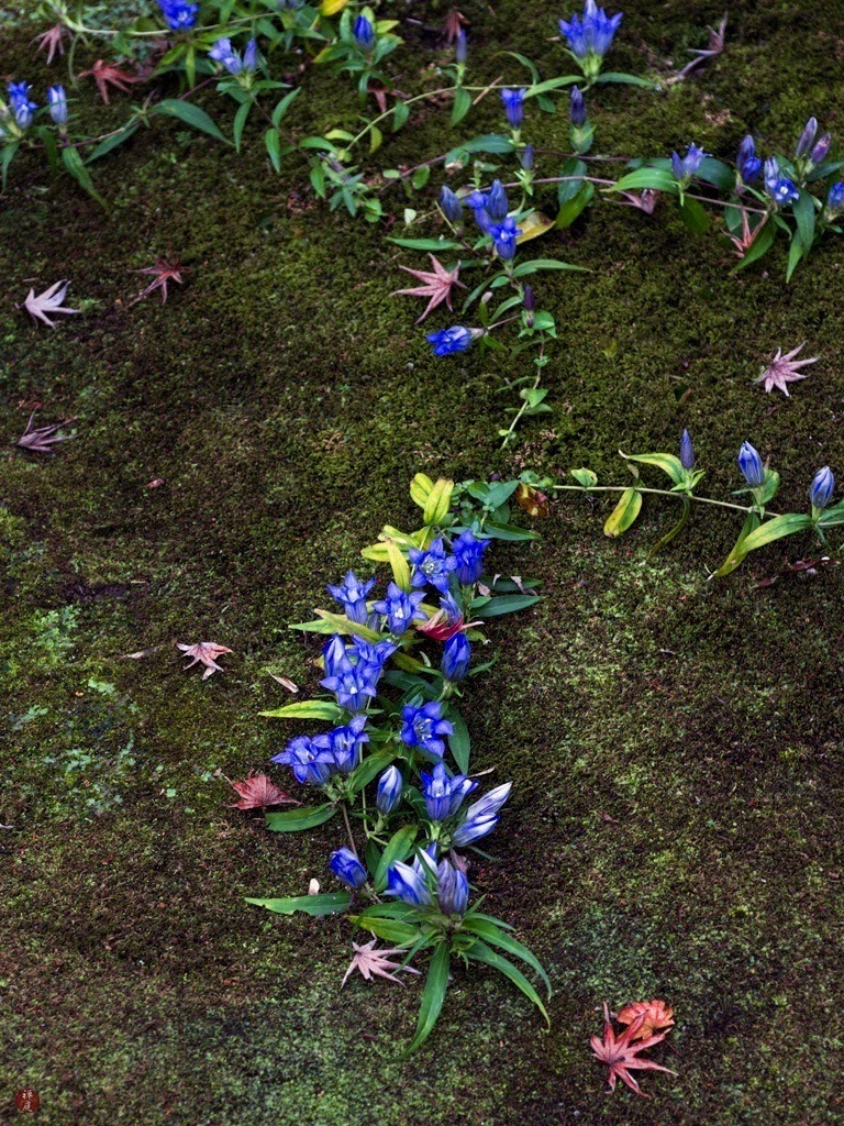 FROM THE GARDEN OF ZEN: Rindo (Gentiana scabra var. buergeri) flowers ...