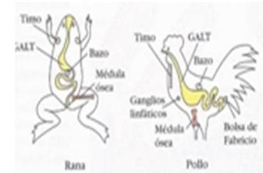 Evolucion del sistema inmune en los mamiferos
