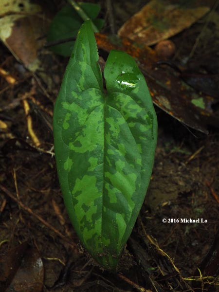 The rainforests of Borneo & Southeast Asia: Escape the tropical heat in ...