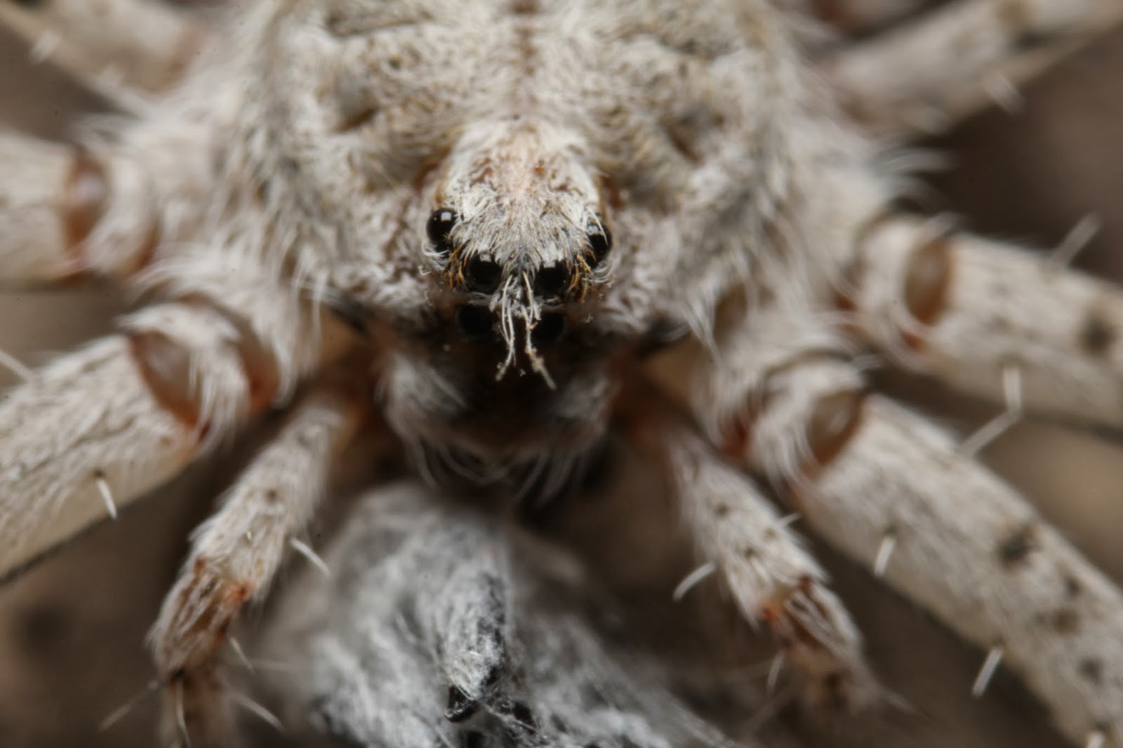 World of SPIDERs: Tree Trunk Spider