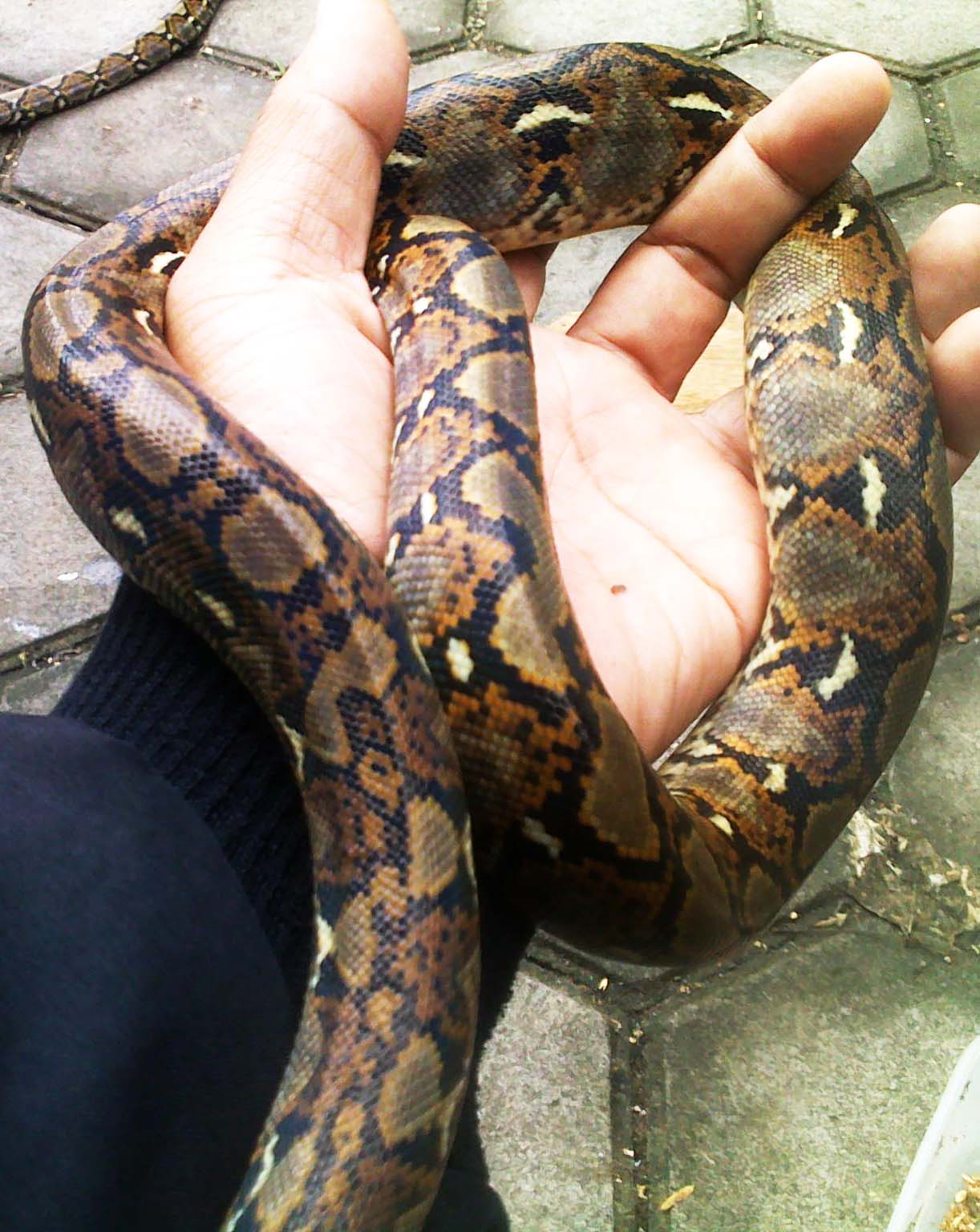 POPURI REPTILES: POPURI REPTILES : ULAR PYTHON RETICULUS " BALI " BABY ...