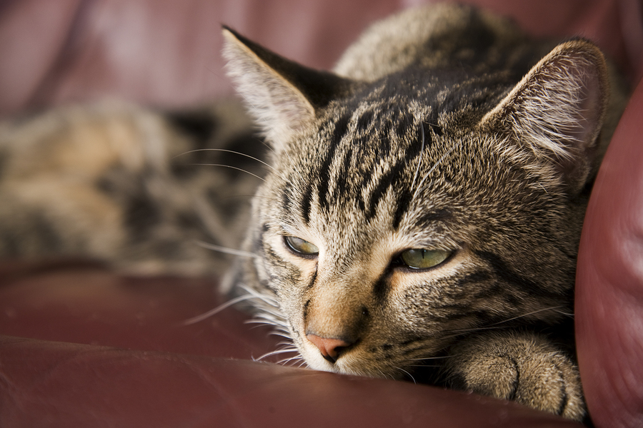 Diabetic Pet What Is The Ideal Food For A Diabetic Cat Diabetic Pet What Is The Ideal Food For A Diabetic Cat