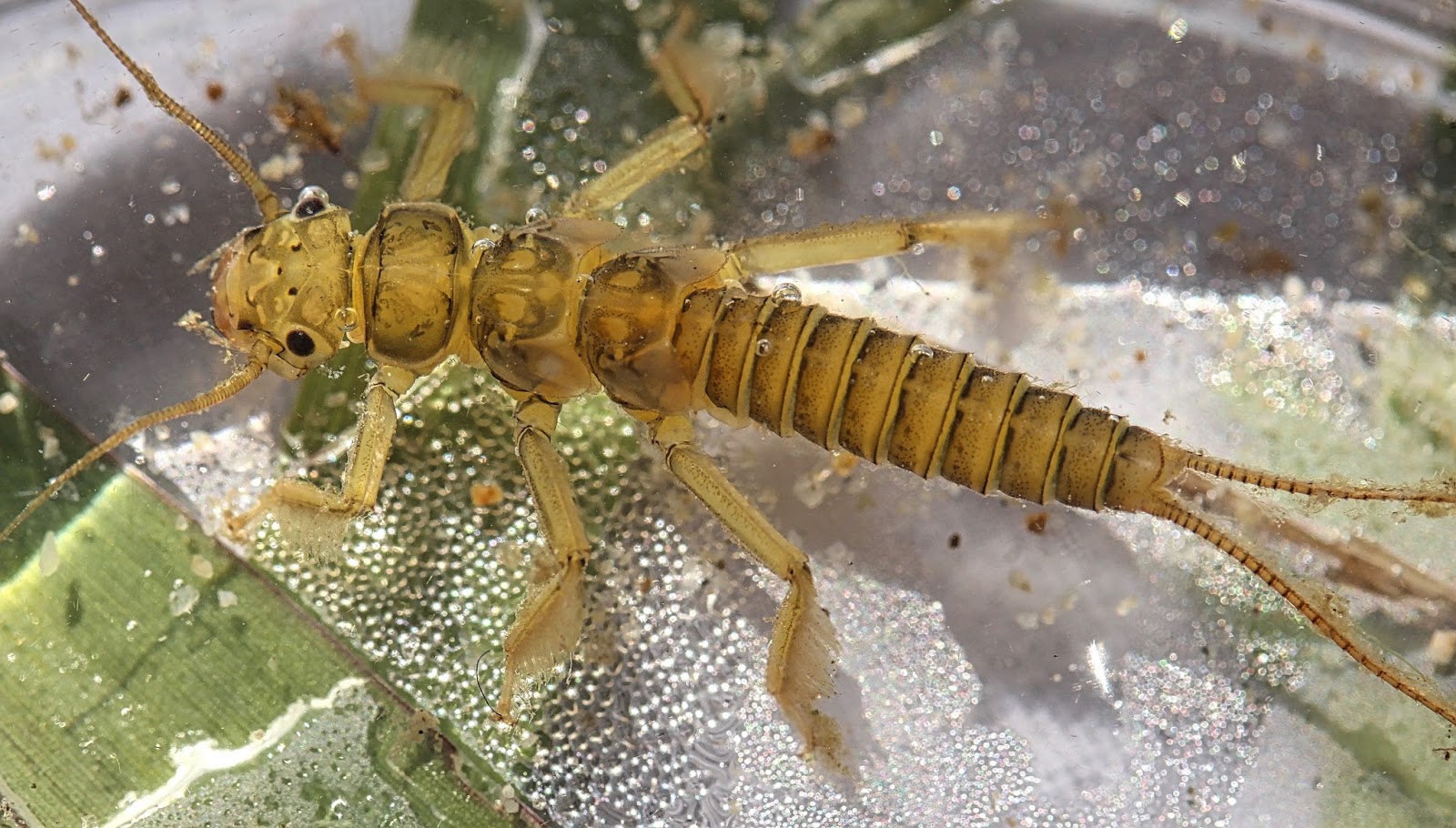 Aquatic Insects of Central Virginia: An Isogenoides Perlodid: but is it ...