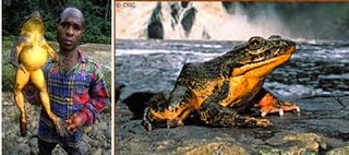 10 Jenis Katak yang ada di Dunia | SURYA COMM