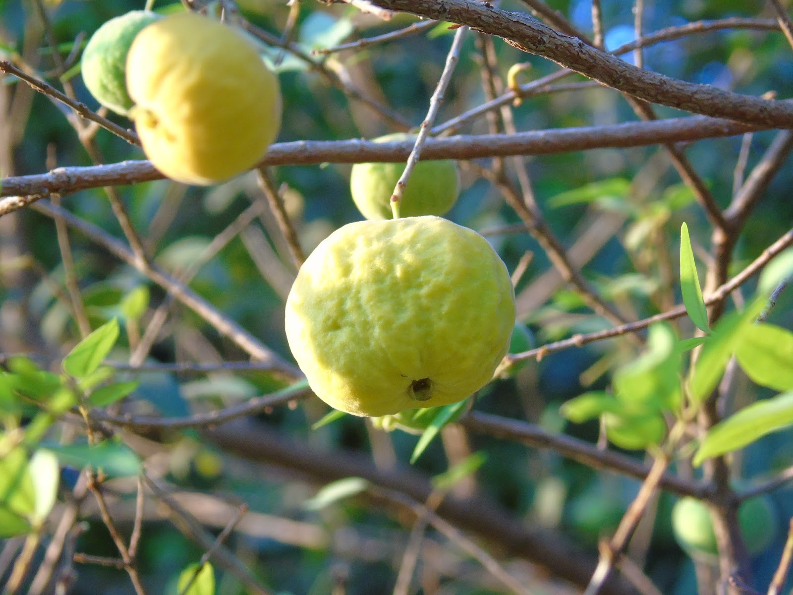 Uvaia (Eugenia pyriformis Cambess.) | A planta da vez