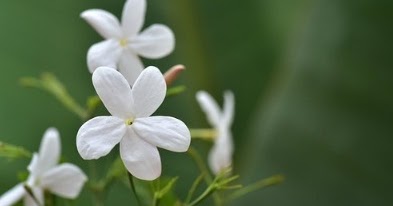 Background Bunga Melati