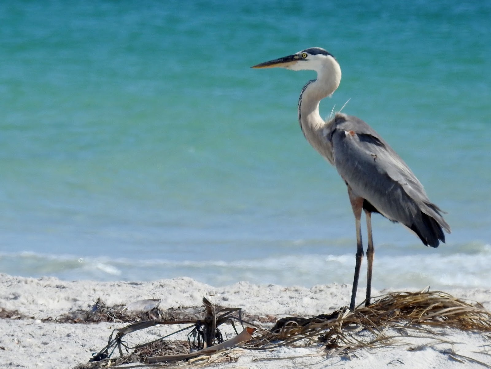 Field Notes and Photos: Boca Birding