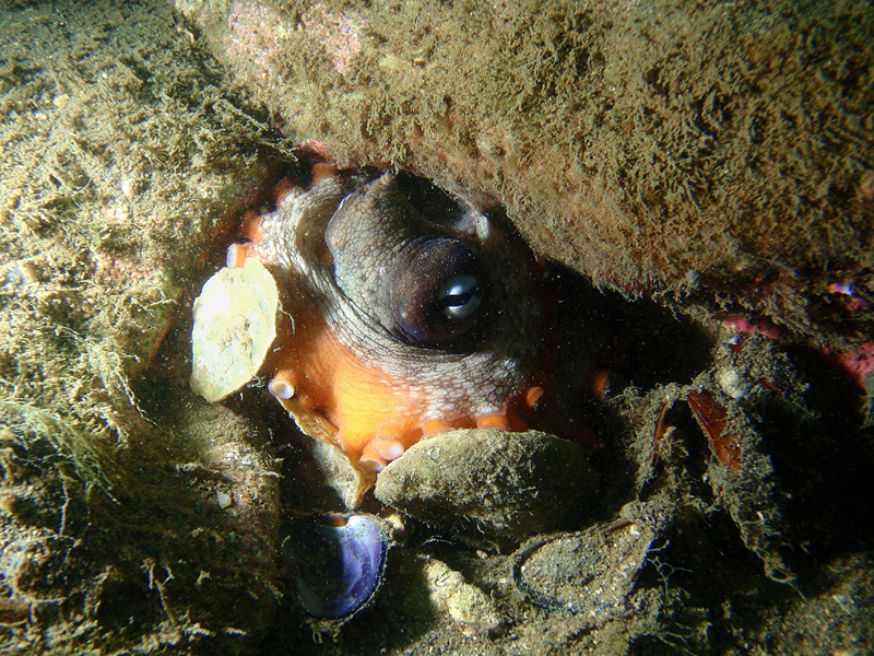 AQUATICHYK: SYDNEY COMMON OCTOPUS / Octopus tetricus