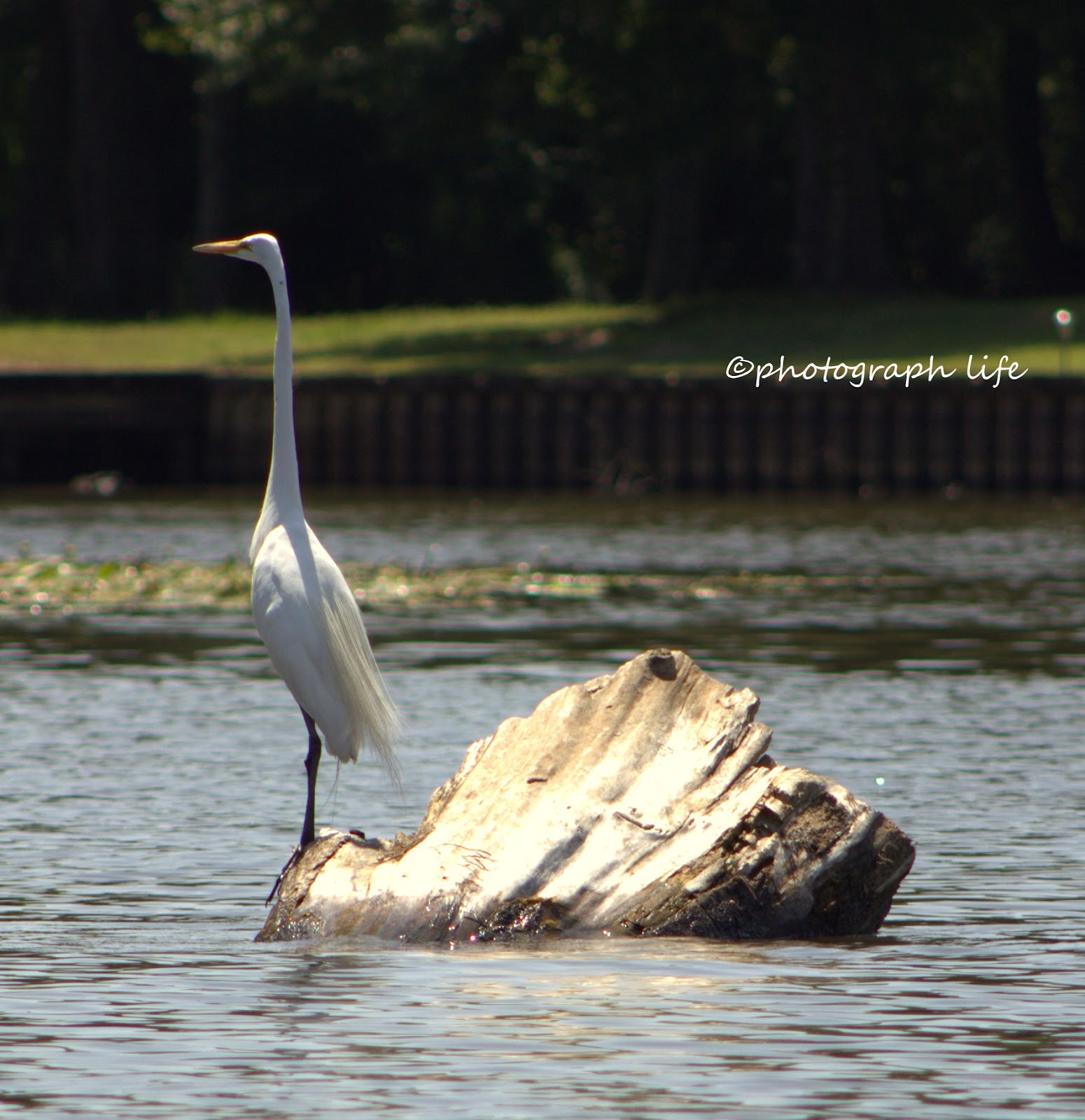 Photograph Life: Egrets Tones and Textures
