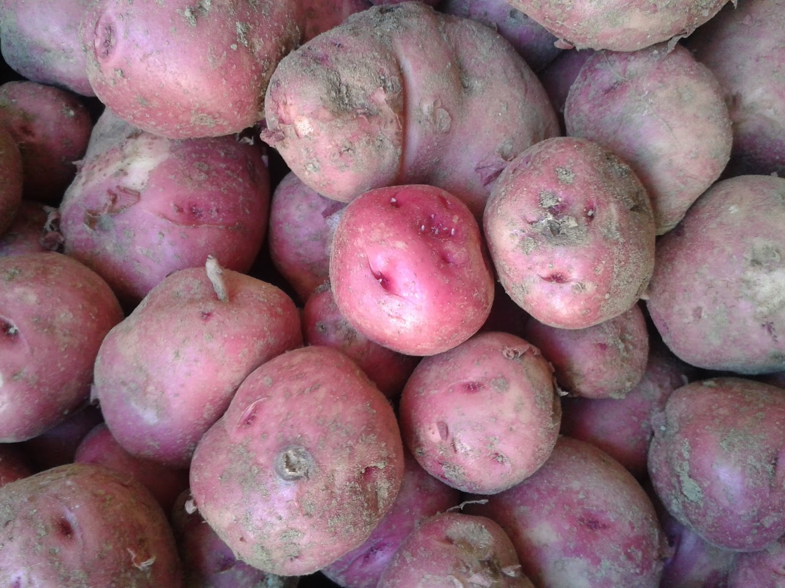 De l'hort a taula: Patates Red Pontiac