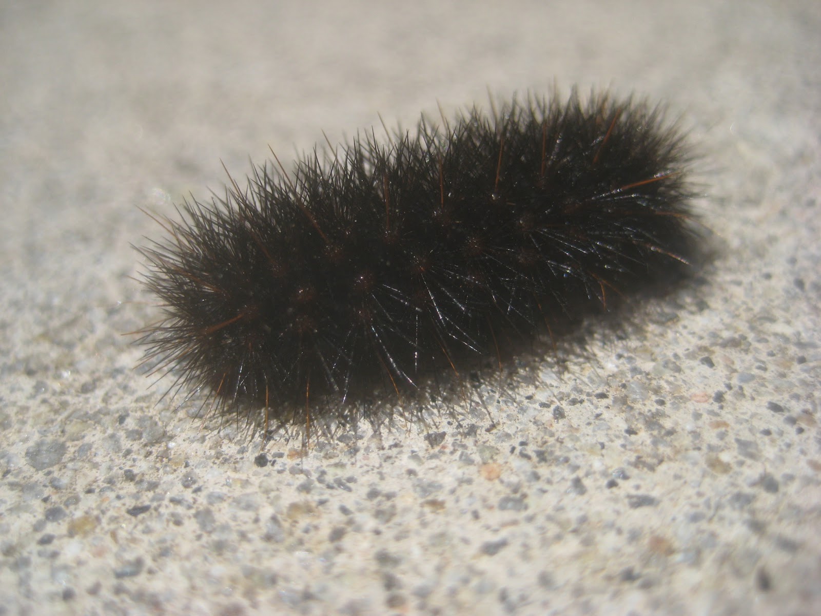 foziewisp: Wooly Bully